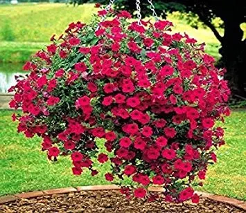 Best Flowering Plants For Hanging Baskets - 2026 Reviews - Room Aesthetic