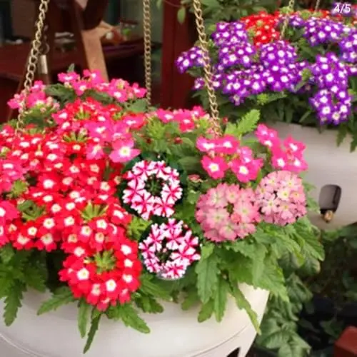 Best Flowering Plants For Hanging Baskets - 2026 Reviews - Room Aesthetic